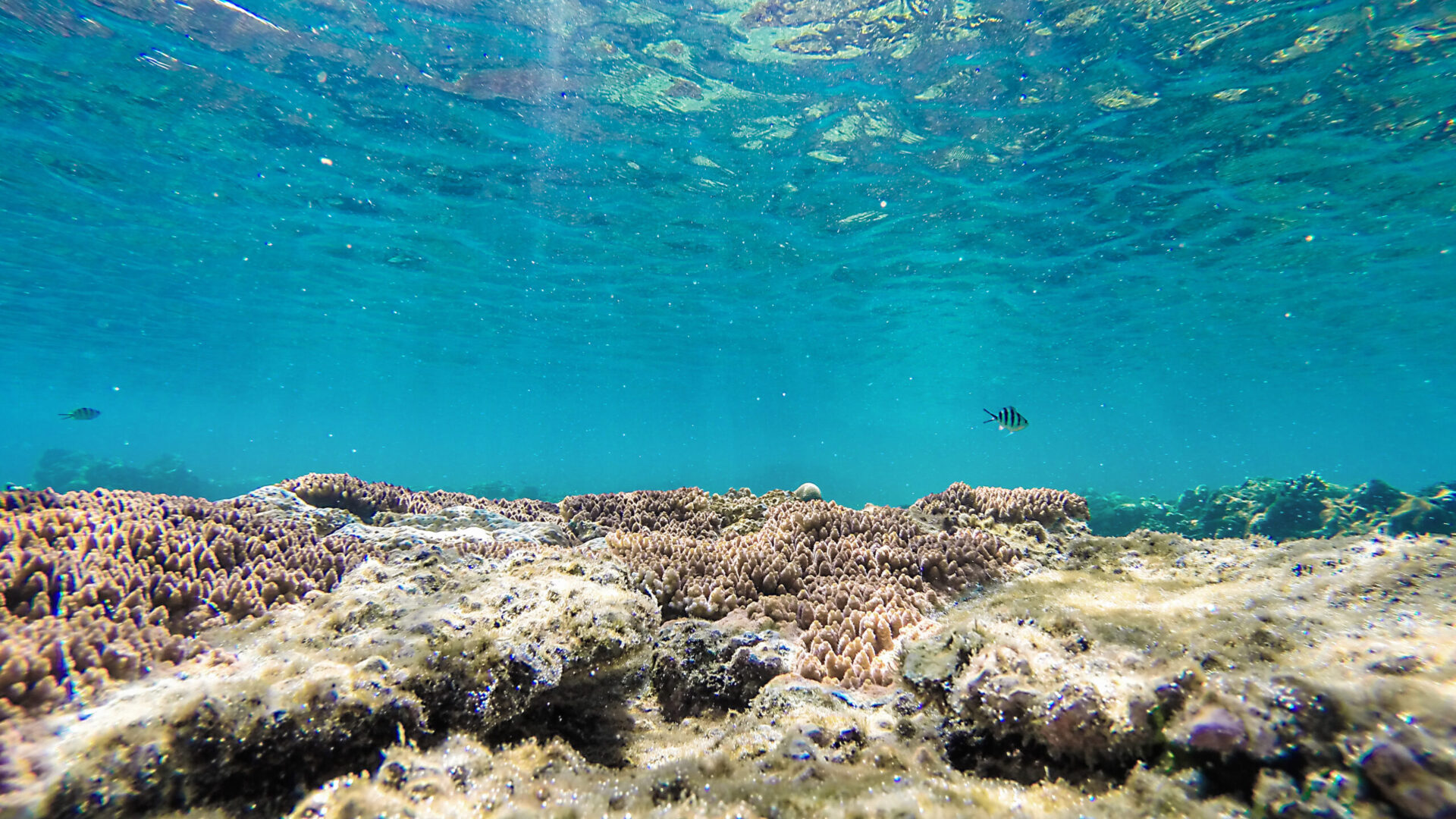 Perhentian Island Snorkeling | Bubu Resort Long Beach