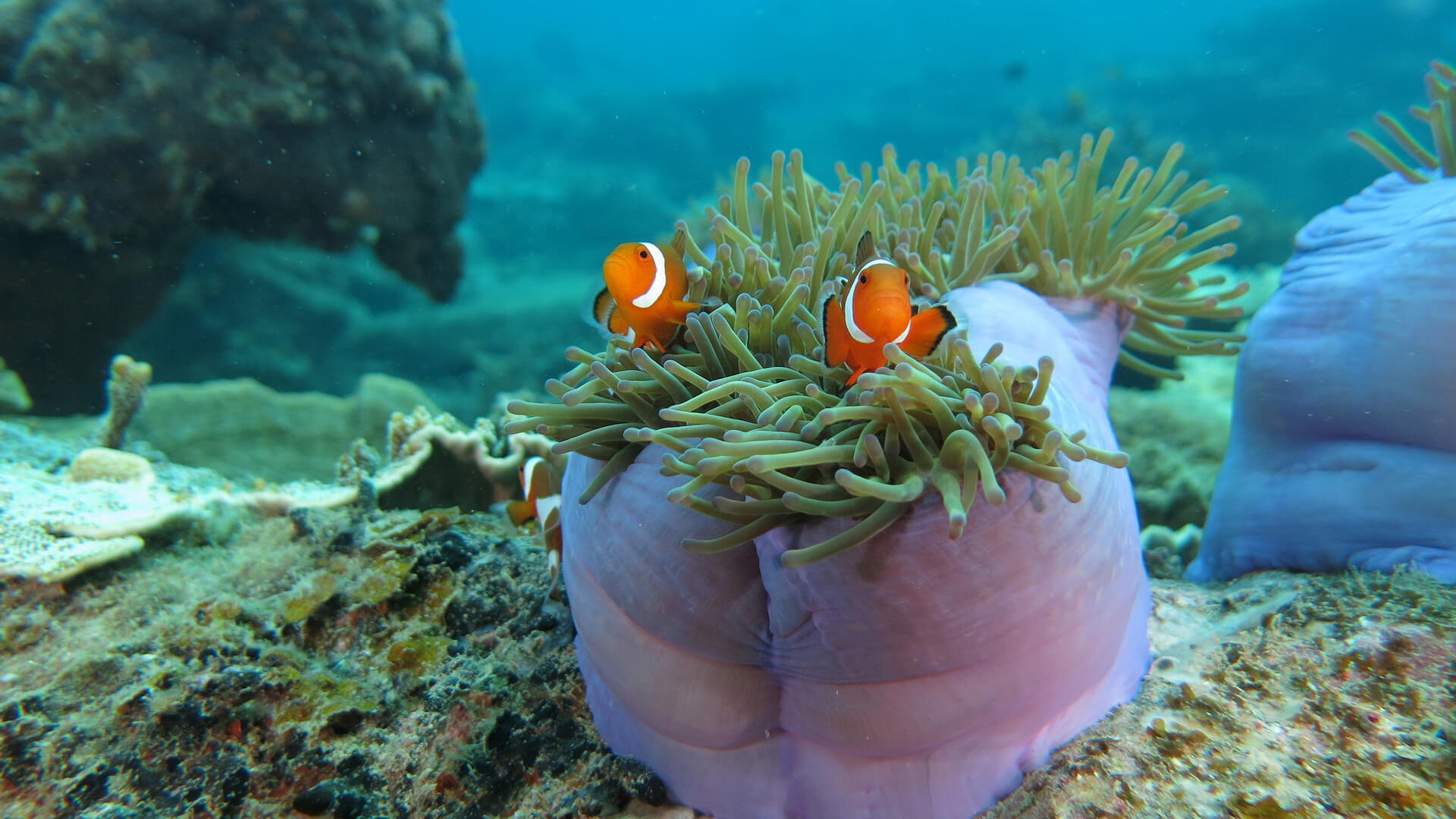 Perhentian Island Snorkeling | Bubu Resort Long Beach